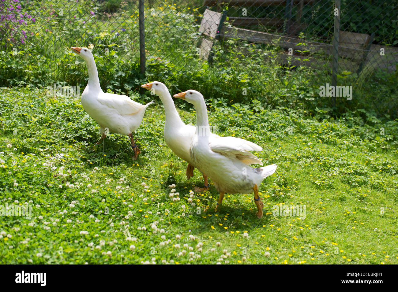 Pomeranian Goose, Ruegener Goose (Anser anser f. domestica), three ...