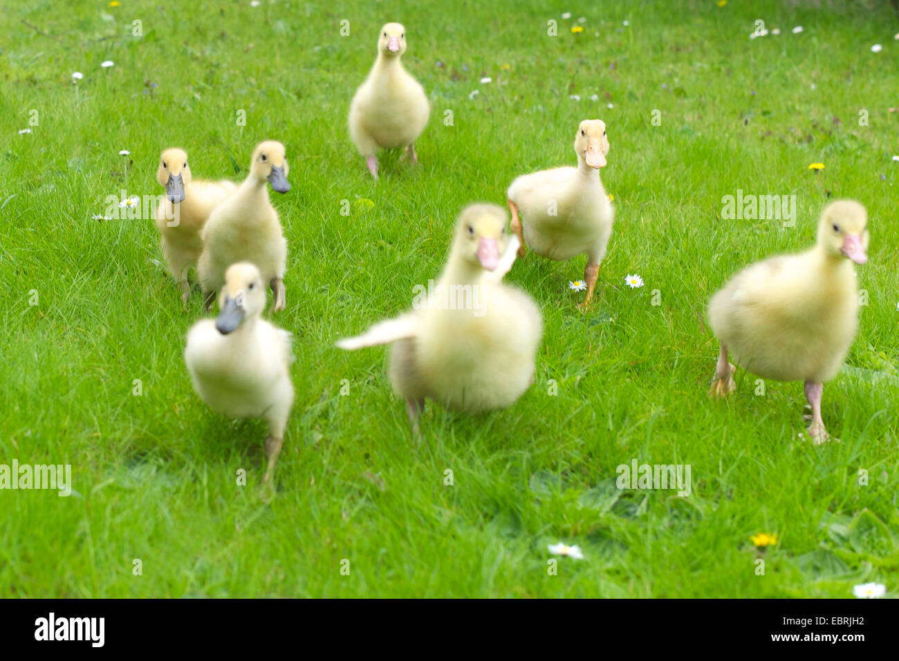Pomeranian Goose, Ruegener Goose (Anser anser f. domestica), goose and ...