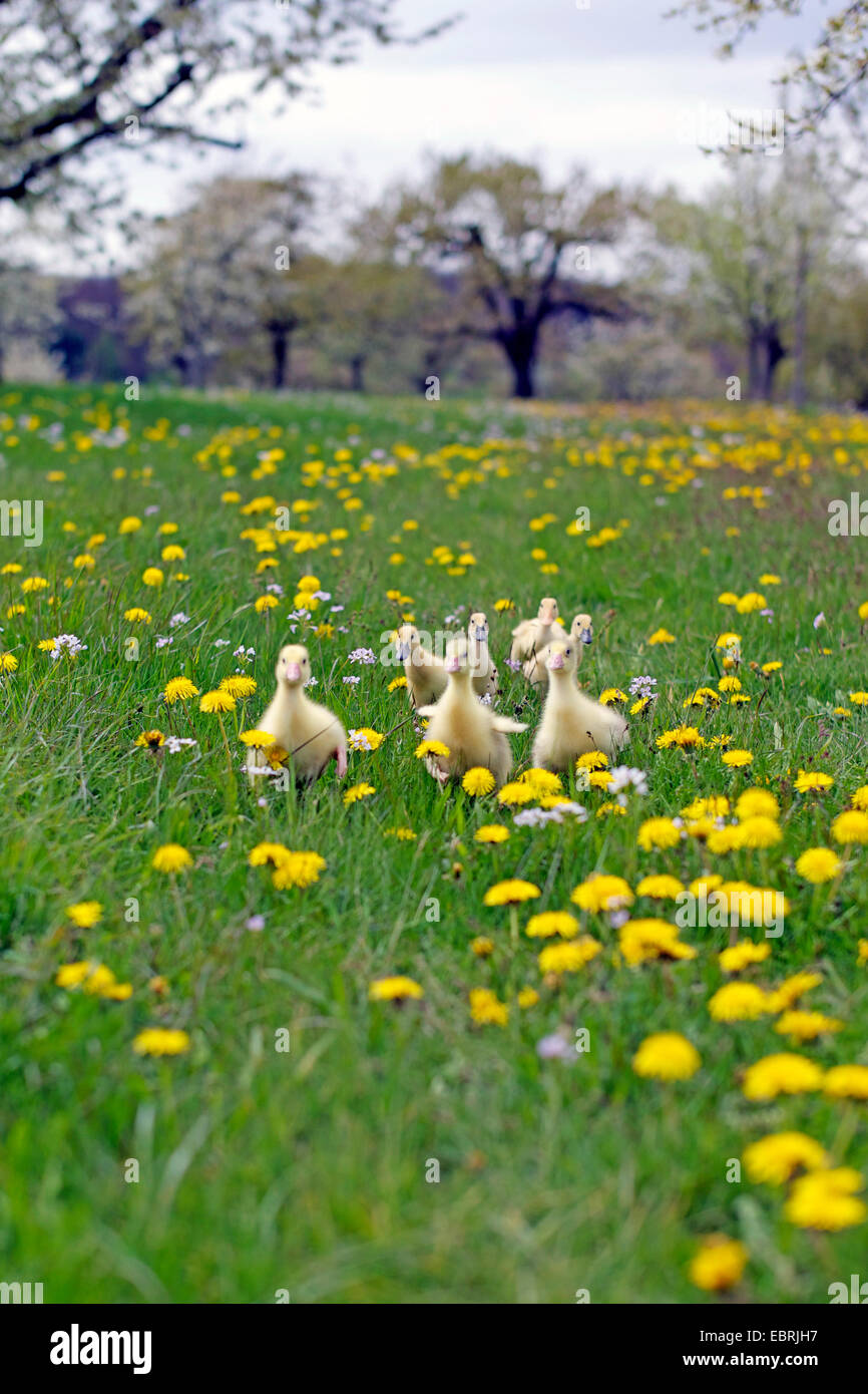 Biotopes anser anser hi-res stock photography and images - Alamy