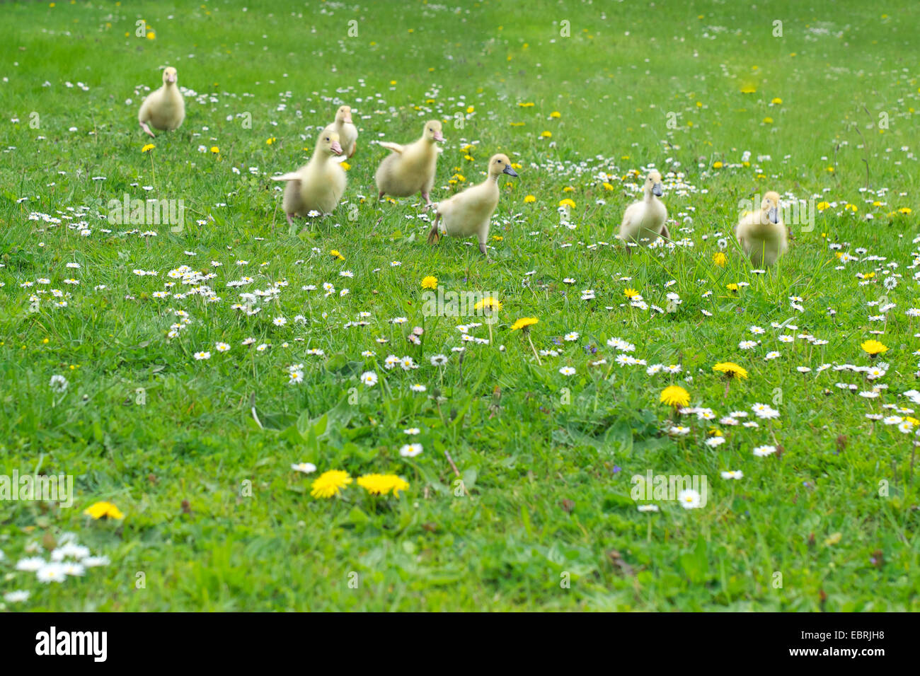 Abocat ranger hi-res stock photography and images - Alamy