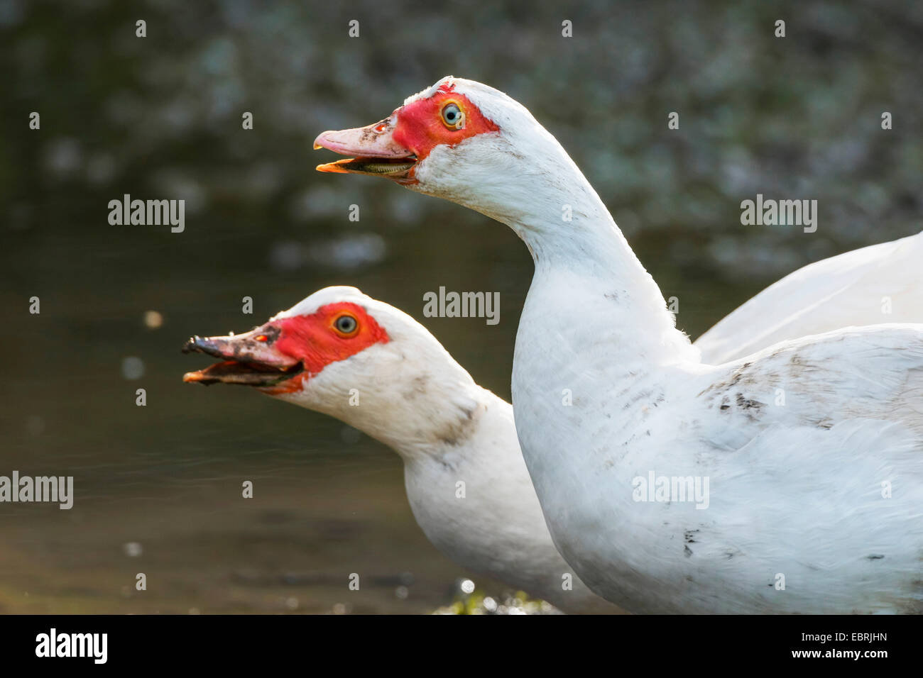 Barbary duck (Cairina moschata), two quacking muscovy ducks, Germany ...