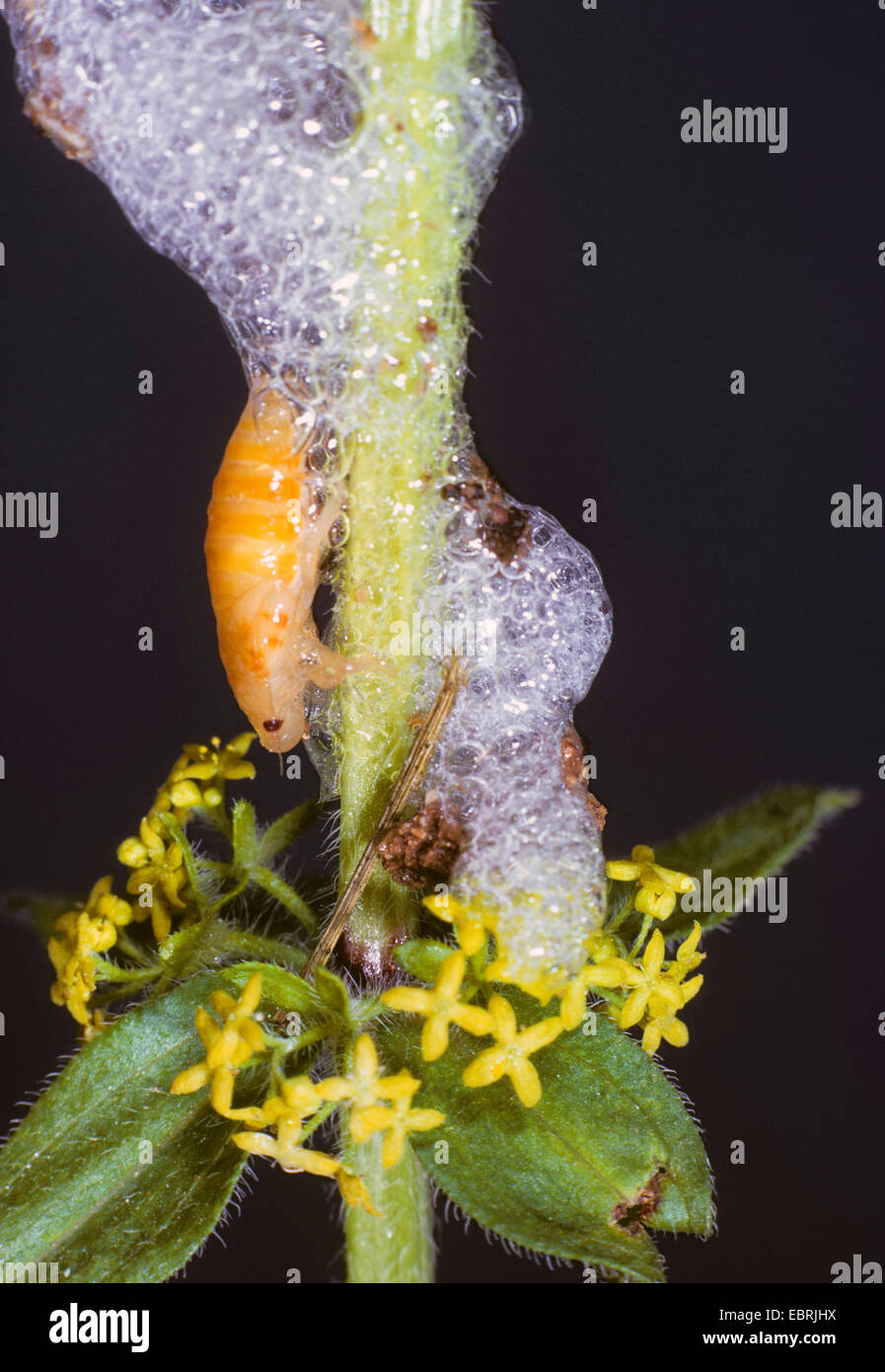 Froghopper larva foam hi-res stock photography and images - Alamy