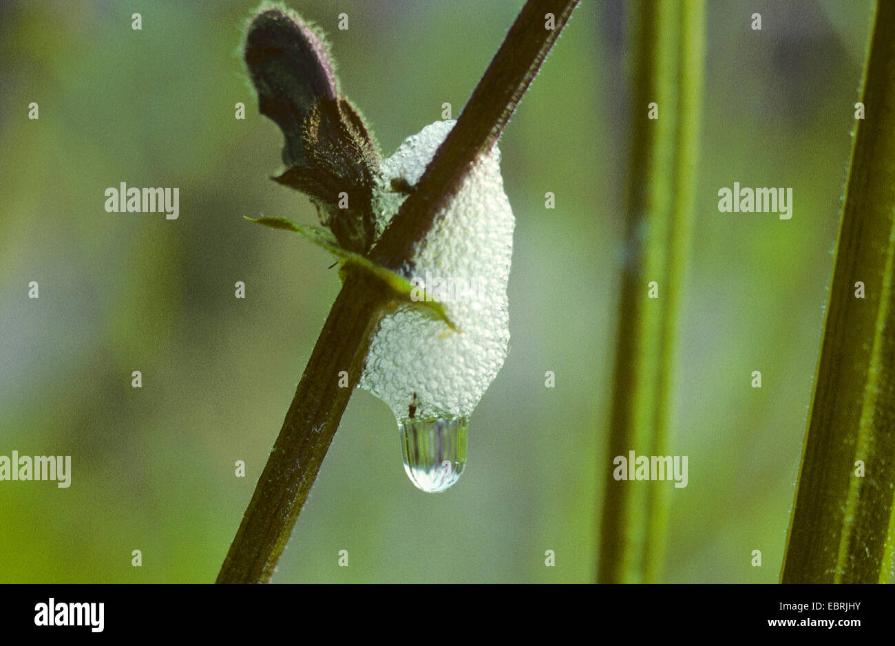 Froghopper froghoppers homopterans hi-res stock photography and images ...