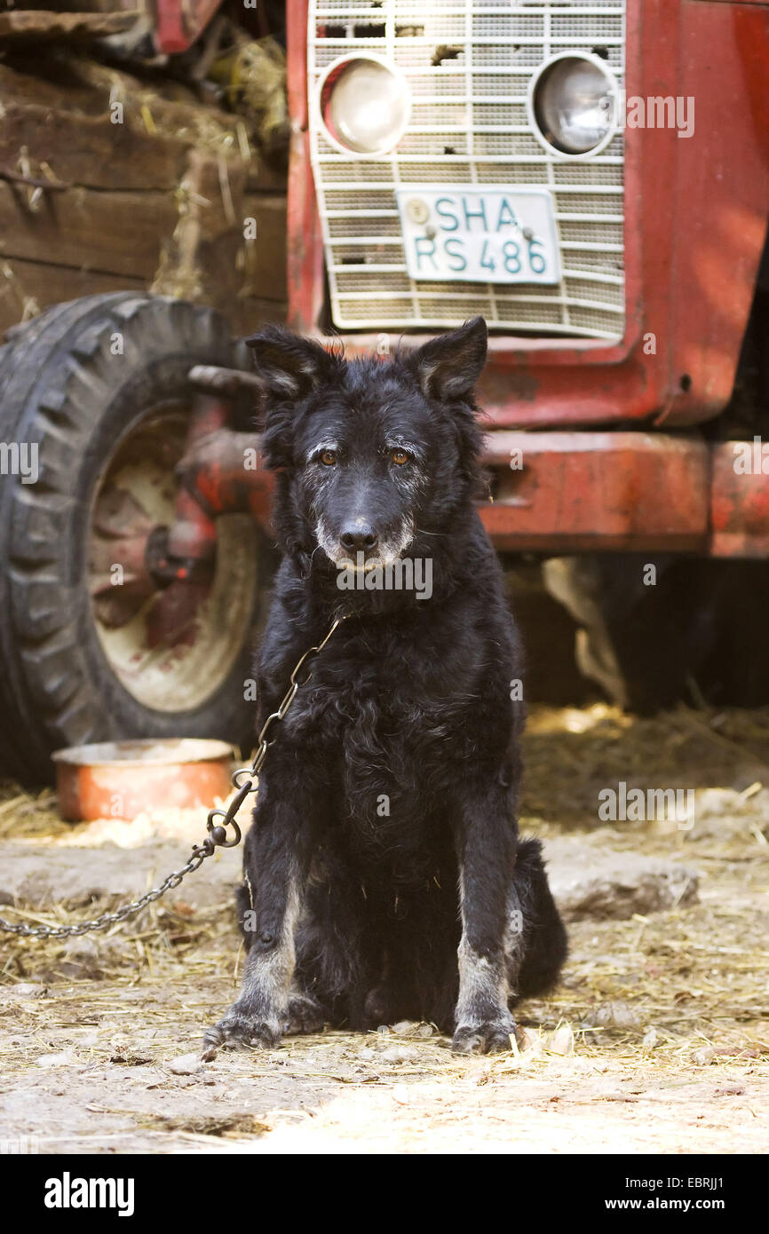 Sad sheepdog hi-res stock photography and images - Alamy