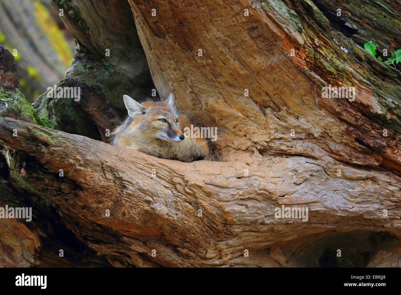 Fox up tree hi-res stock photography and images - Alamy