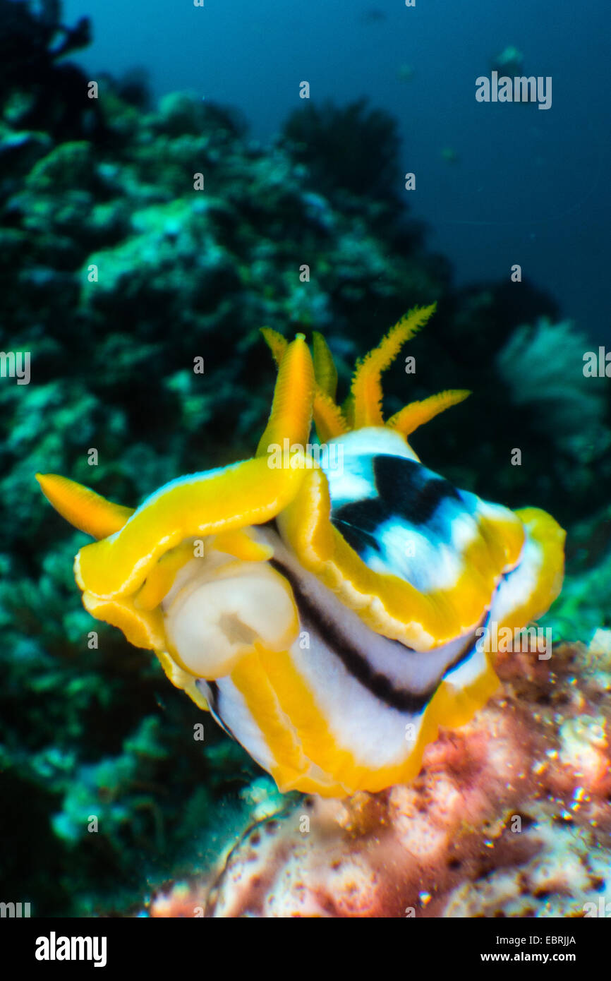 underwater scene of Nudibranch in tropical coral reef in the ...