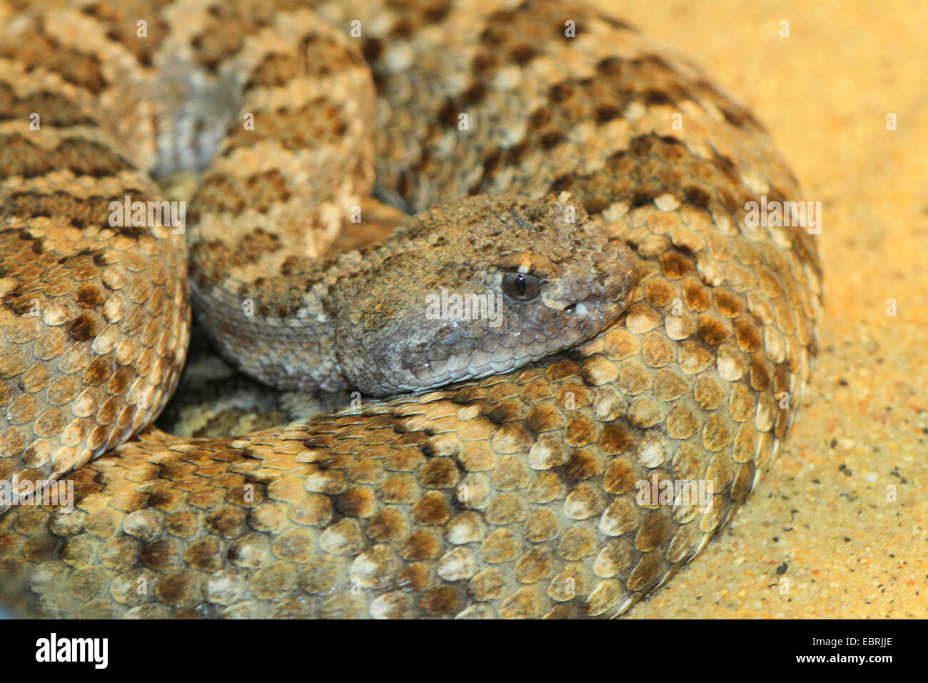 Timber rattlesnake hi-res stock photography and images - Alamy