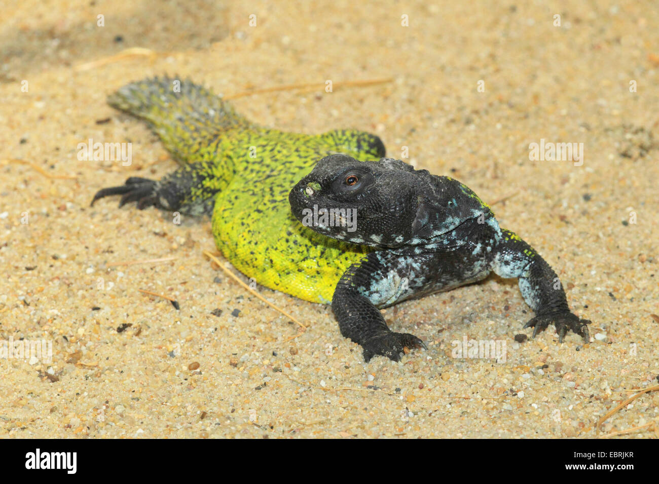 Sudan Mastigure (Uromastyx dispar), on sandy ground Stock Photo - Alamy