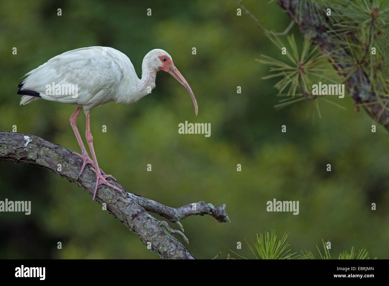 white ibis (Eudocimus albus), On a branch, USA Stock Photo - Alamy