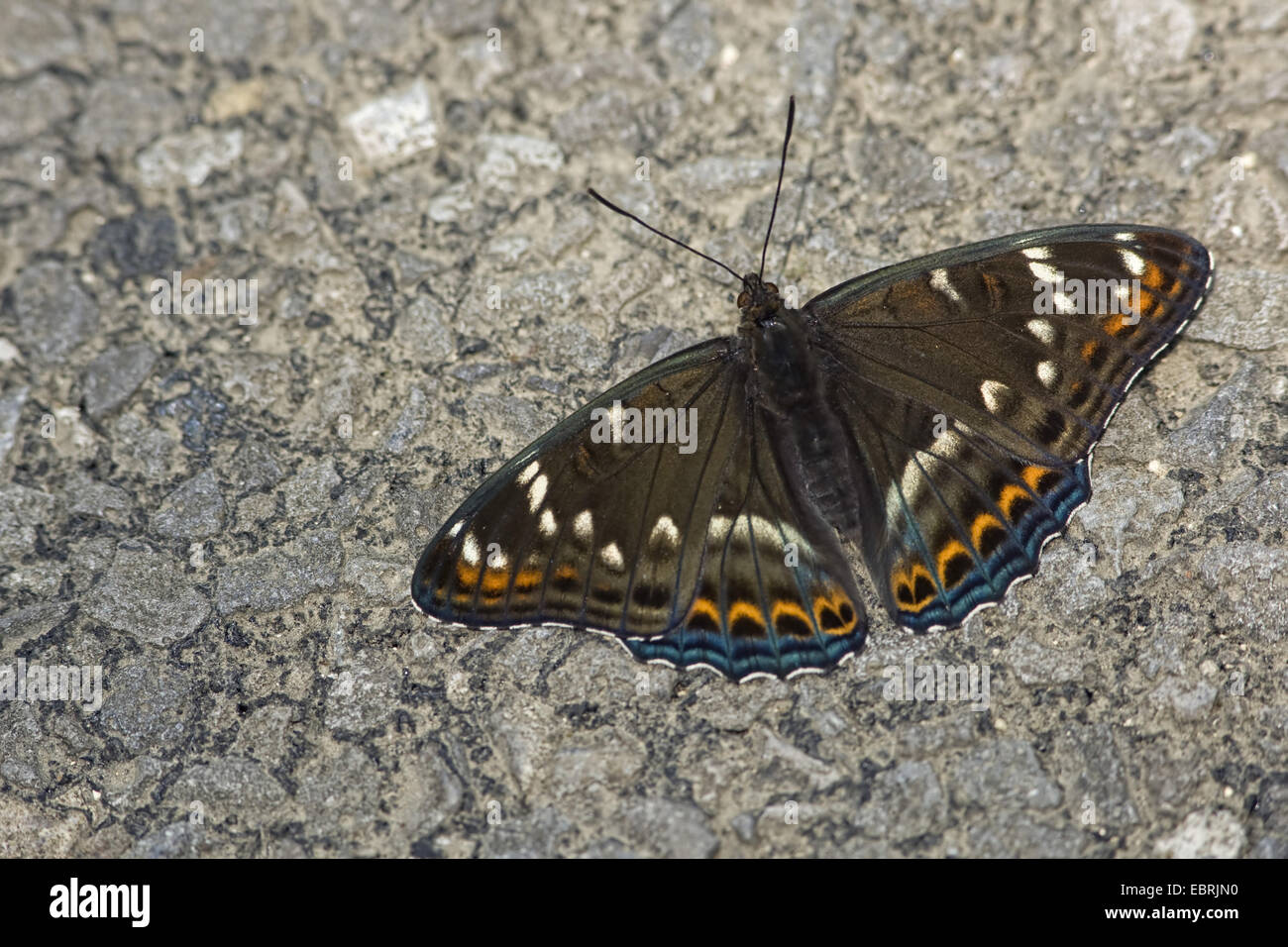 Butterfly limenitis populi hi-res stock photography and images - Alamy