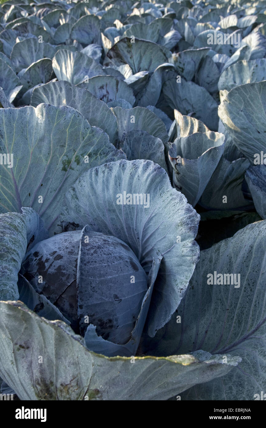 Red cabbage, purple cabbage, red kraut, blue kraut (Brassica oleracea ...