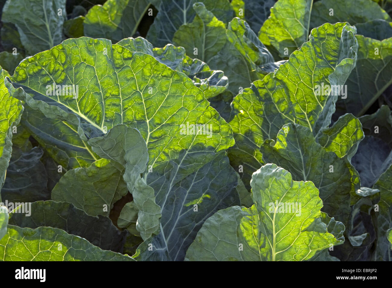 wild cabbage (Brassica oleracea), cabbage field, Belgium, East Flanders ...