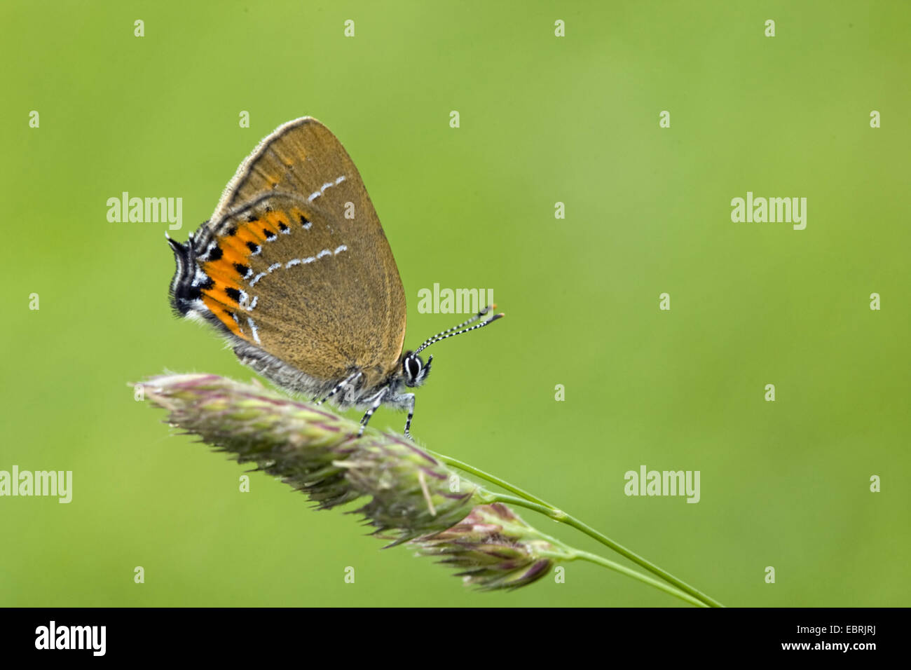 Black Hairstreak (Satyrium pruni), on a grass spike, Belgium Stock ...