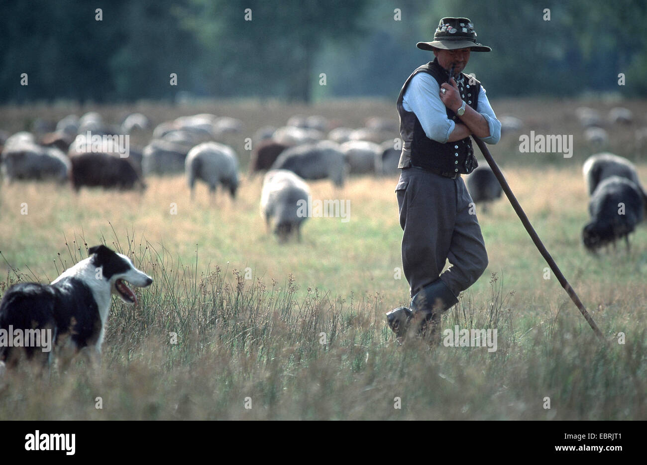 Sheep herding stick hi-res stock photography and images - Alamy