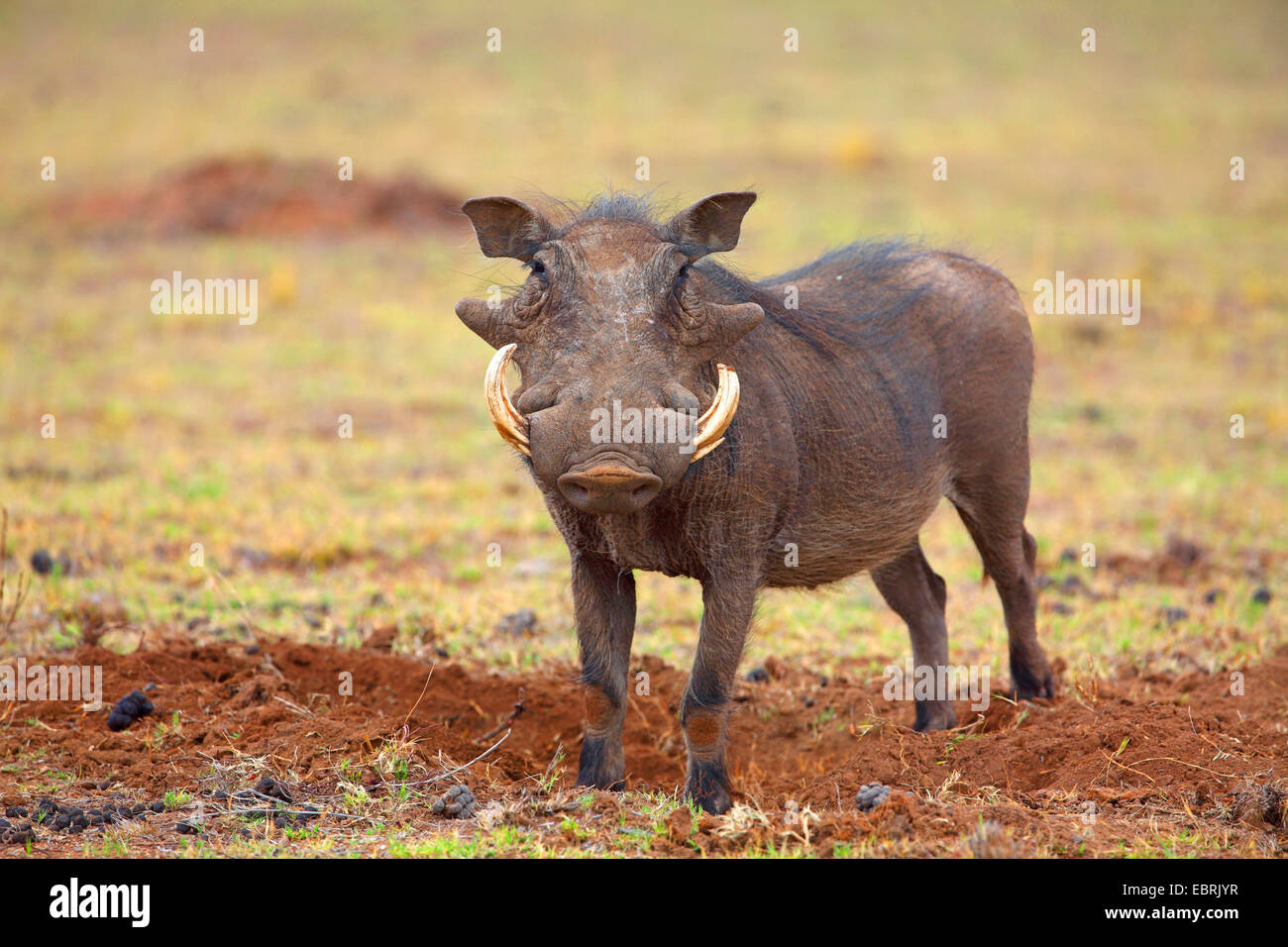 common warthog, savanna warthog (Phacochoerus africanus), male, South ...