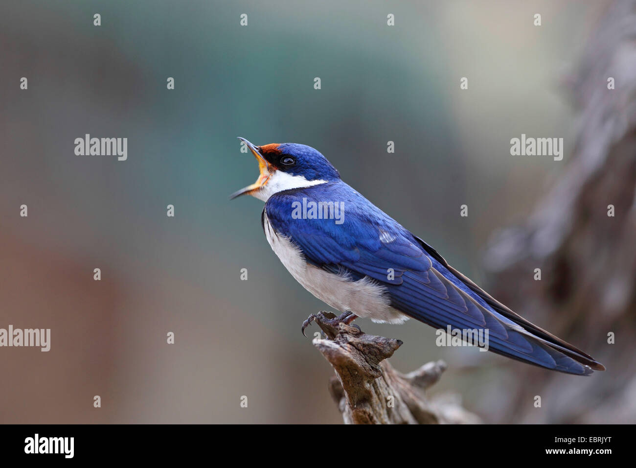 South african swallow hi-res stock photography and images - Alamy