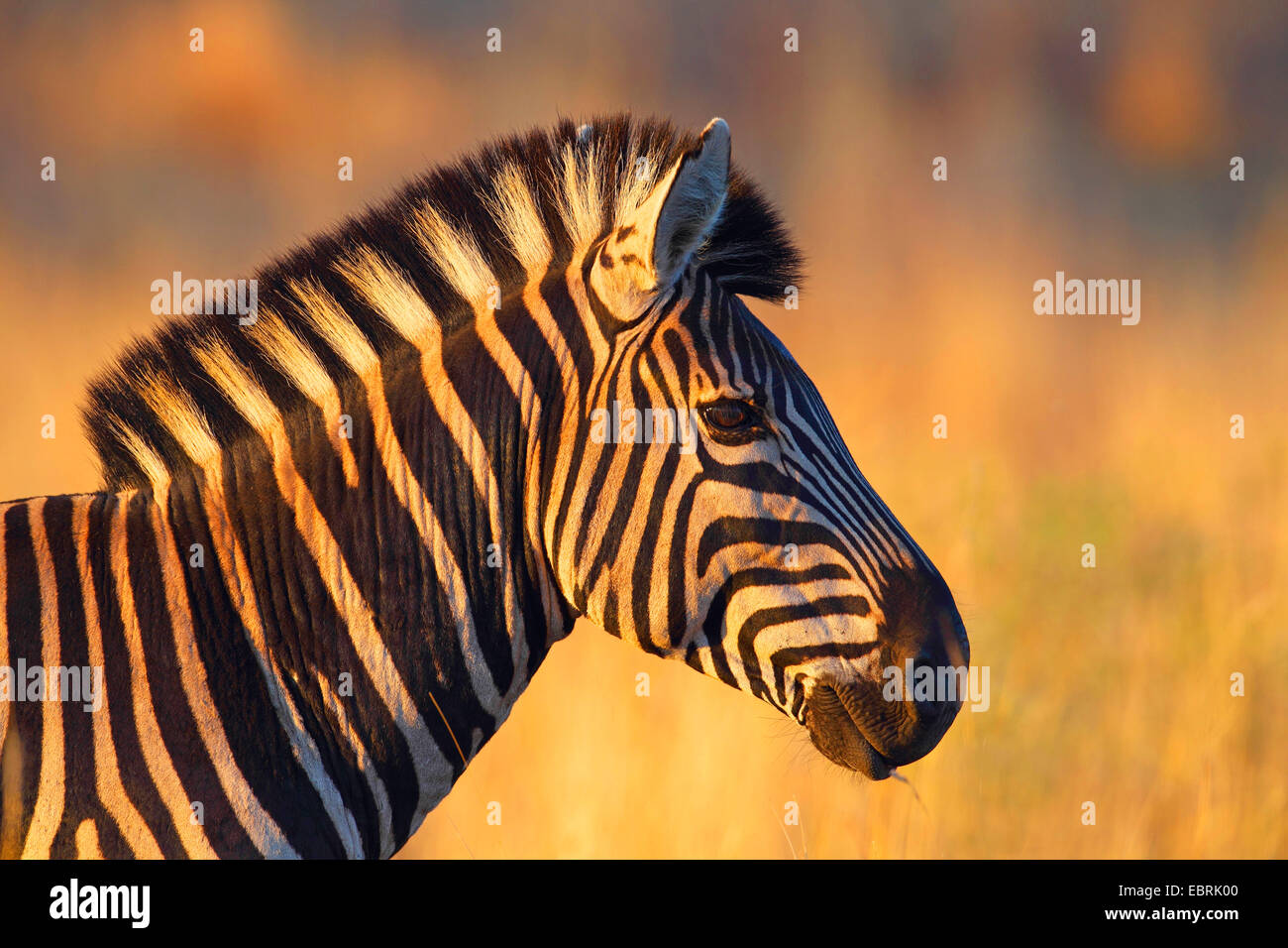 Burchell's zebra, zebra, Common zebra (Equus quagga burchelli, Equus ... Burchell's zebra, zebra, Common zebra (Equus quagga burchelli, Equus ...