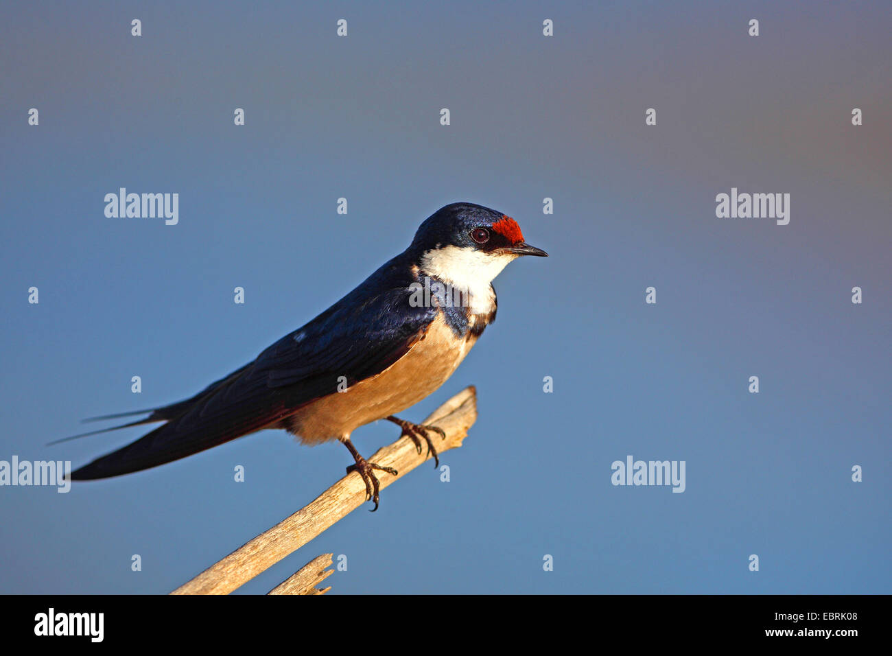 white-throated swallow (Hirundo albigularis), sits on a twig, South ...