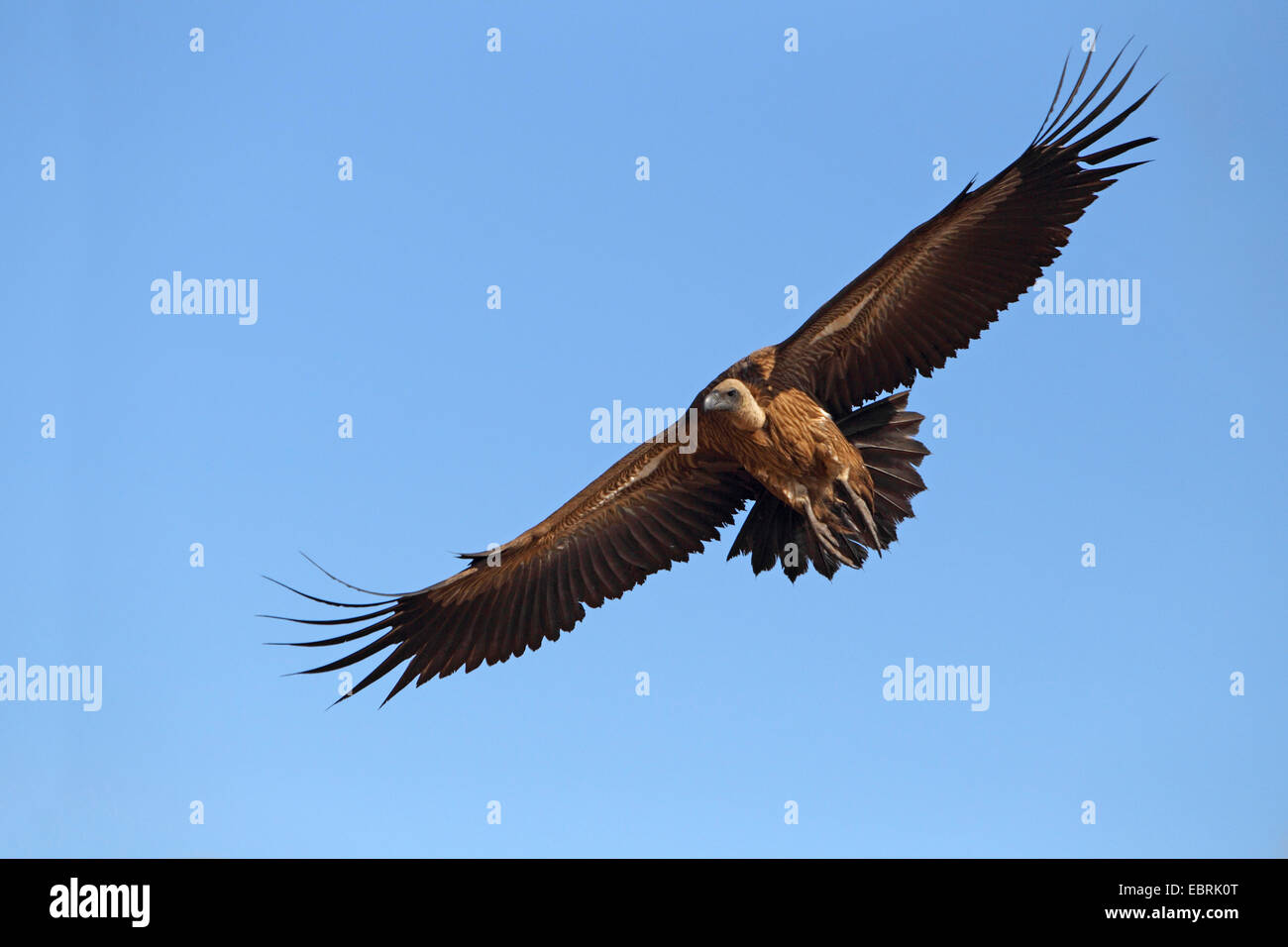 African white-backed vulture (Gyps africanus), in flight, South Africa ...