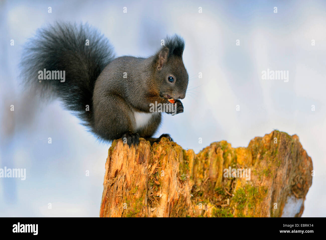 European red squirrel, Eurasian red squirrel (Sciurus vulgaris), black ...