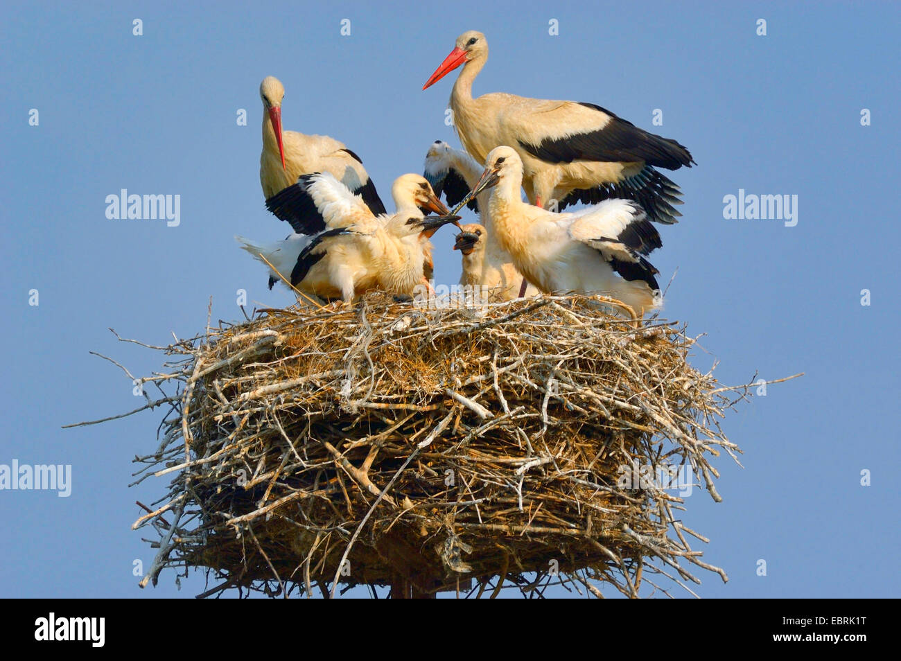 Snakes nest hi-res stock photography and images - Alamy