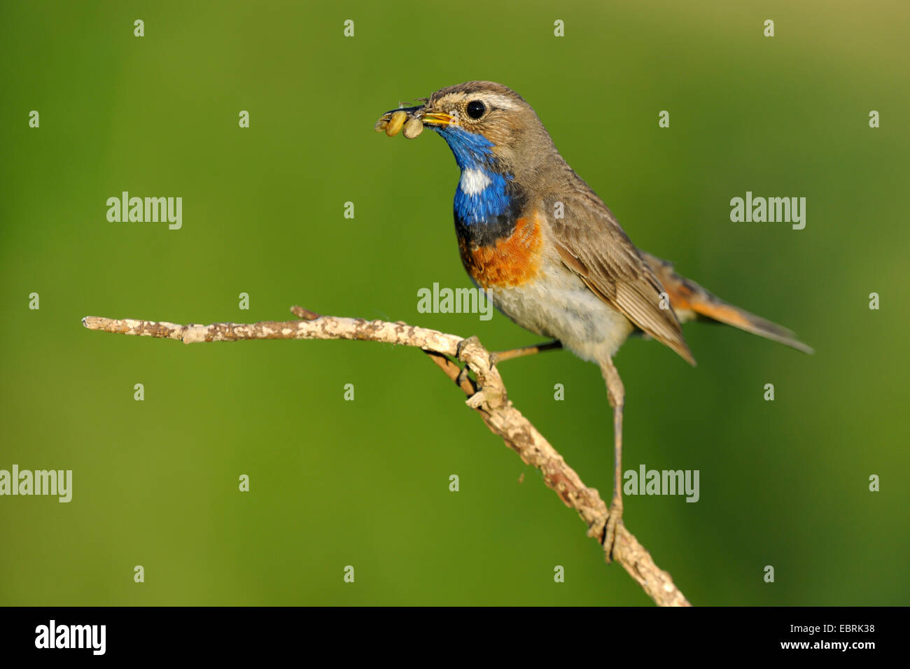 bluethroat (Luscinia svecica cyanecula), male with prey in its beak on ...