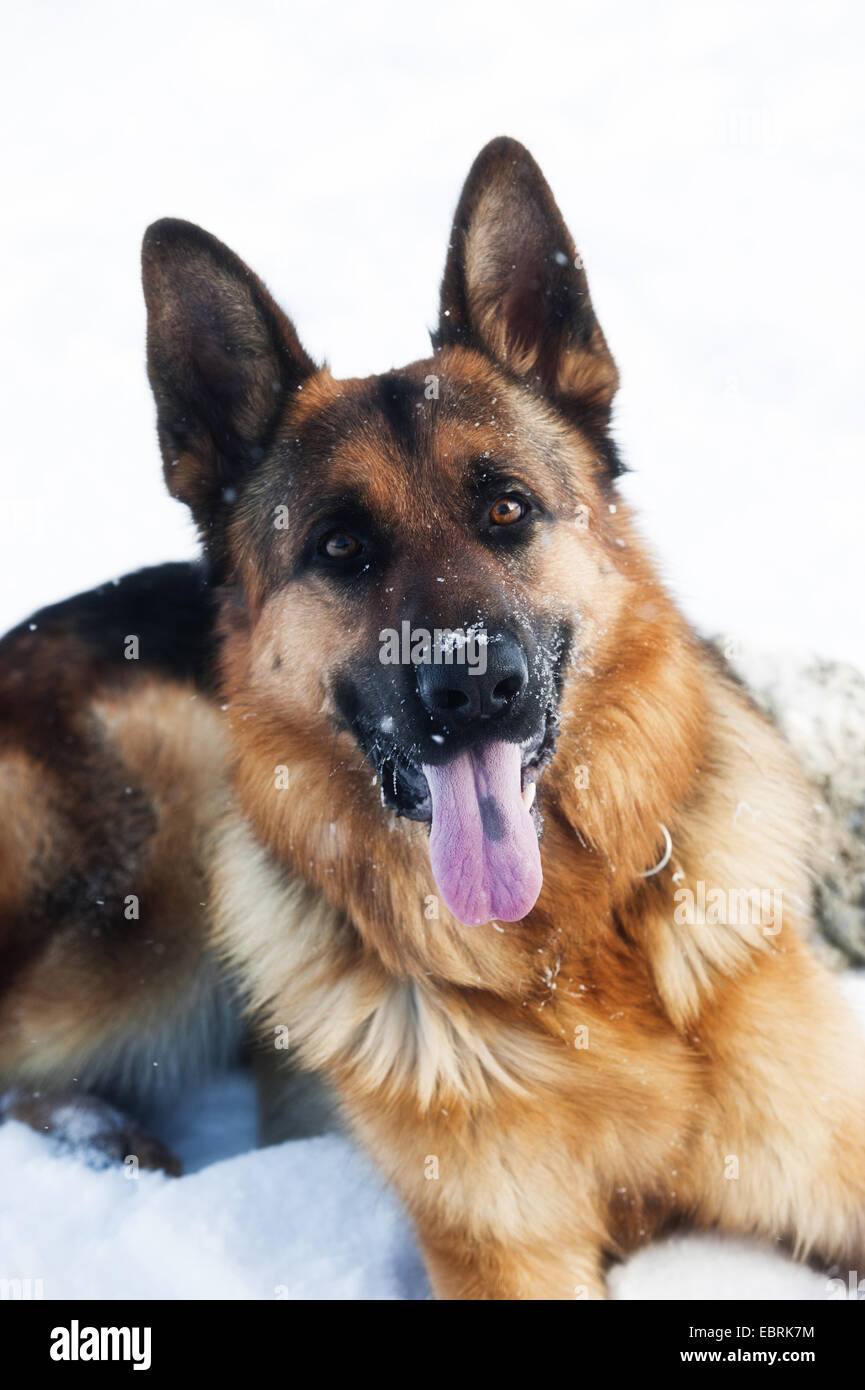 German Shepherd Dog (Canis lupus f. familiaris), lying in snow Stock ...
