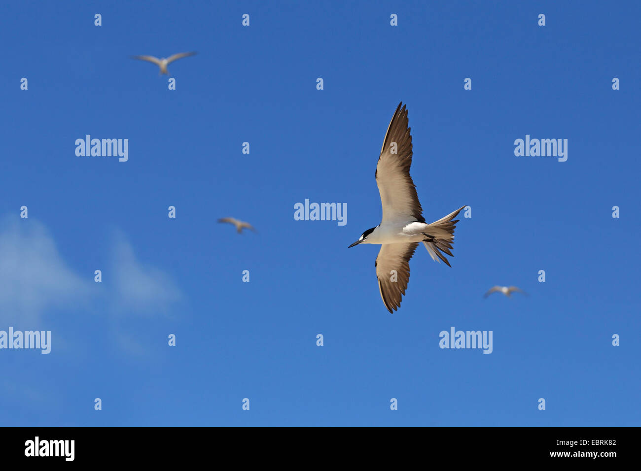 sooty tern (Sterna fuscata), flying, Seychelles, Bird Island Stock ...