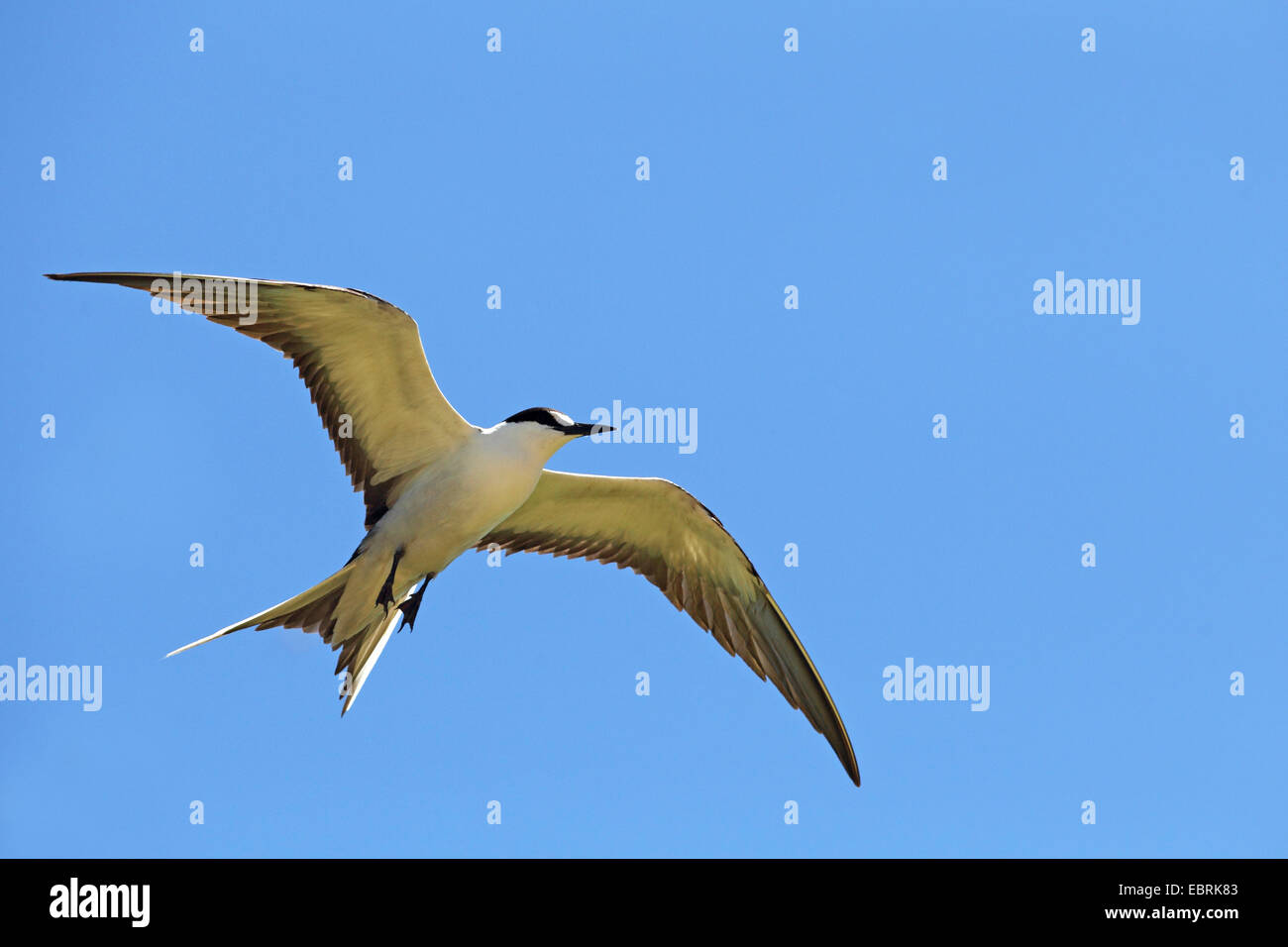 sooty tern (Sterna fuscata), flying, Seychelles, Bird Island Stock ...