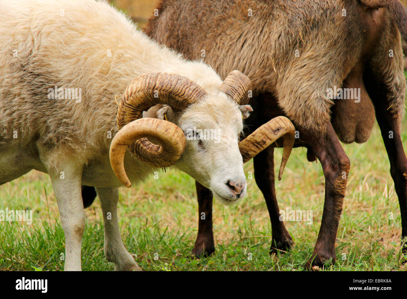 Skudde sheep (Ovis ammon f. aries), male, Germany, Brandenburg Stock ...