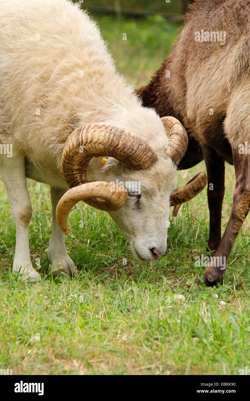 Skudde sheep (Ovis ammon f. aries), grazing male, Germany, Brandenburg ...