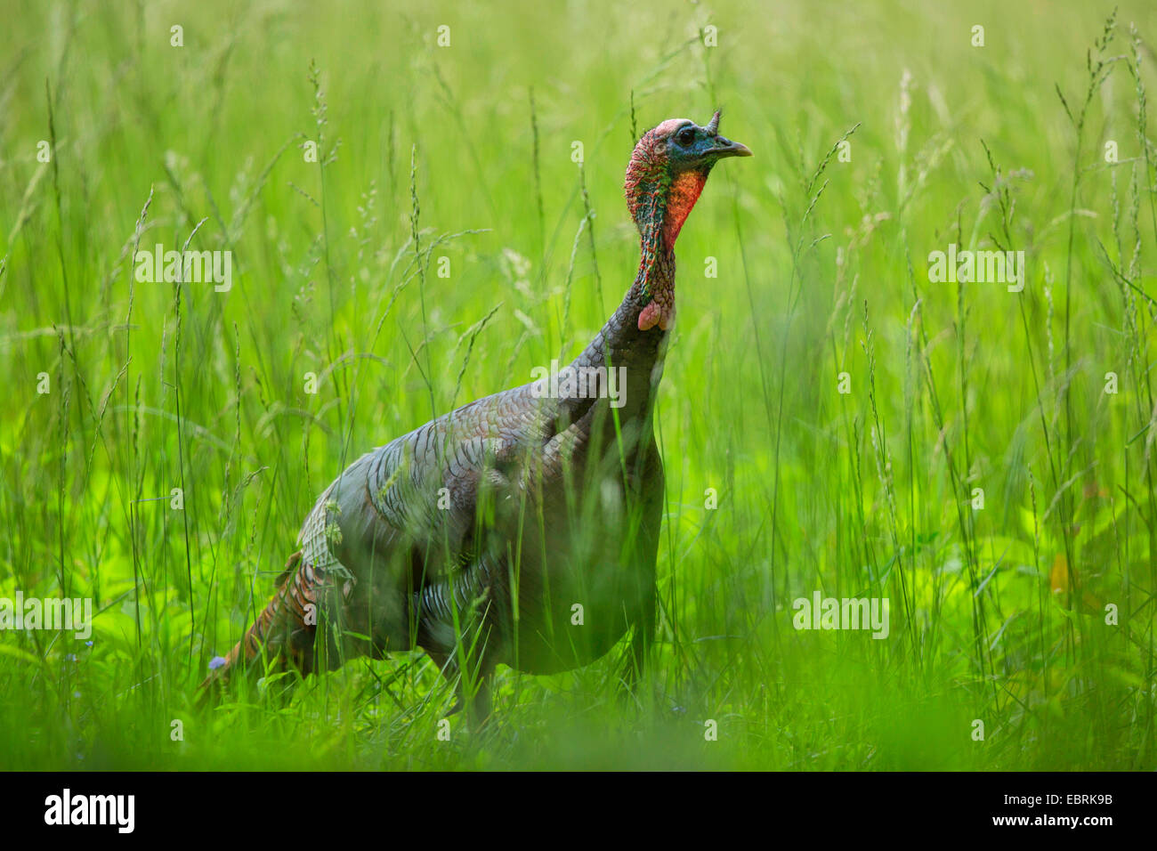 common turkey (Meleagris gallopavo), cock securing on high grass, USA ...