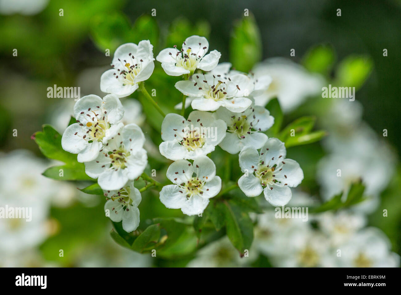 Crataegus monogyna flowers hi-res stock photography and images - Alamy