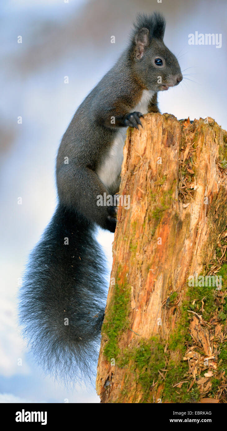 Black red squirrel hi-res stock photography and images - Alamy