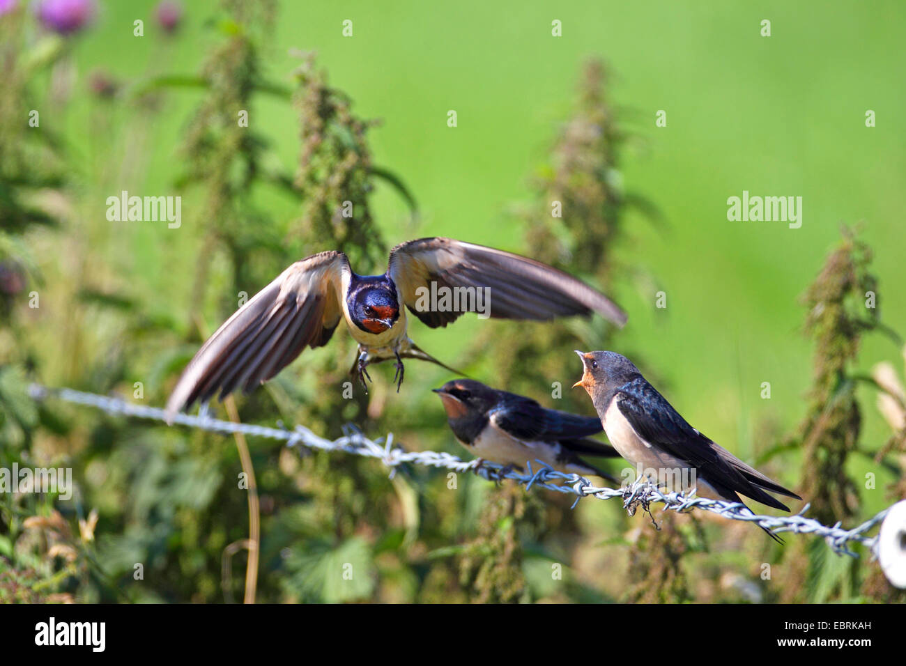 Barn swallow sitting on a wire fence hi-res stock photography and ...