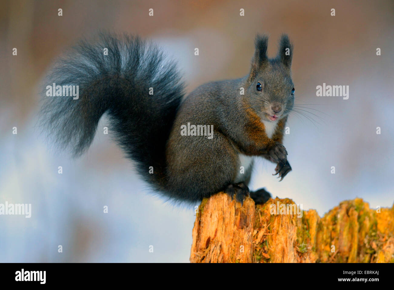 Black red squirrel hi-res stock photography and images - Alamy