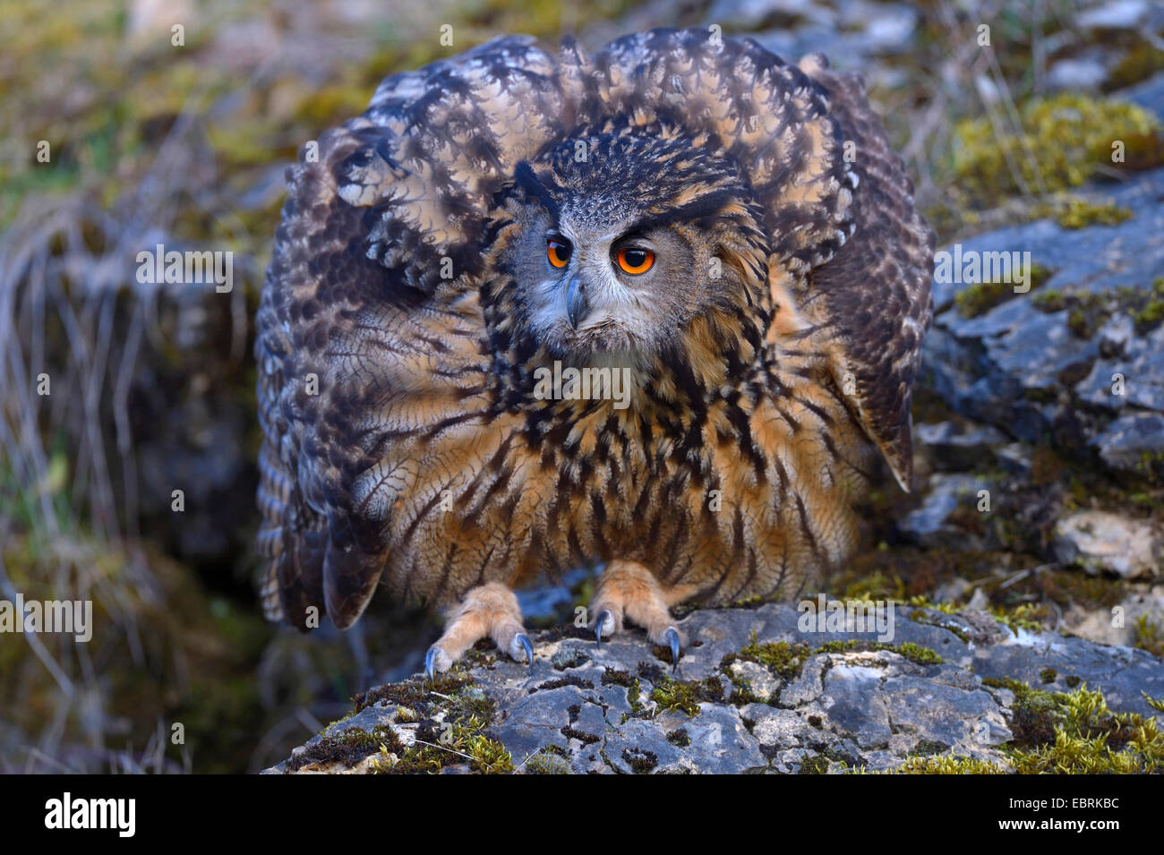 northern eagle owl (Bubo bubo), female in defence posture, Germany ...