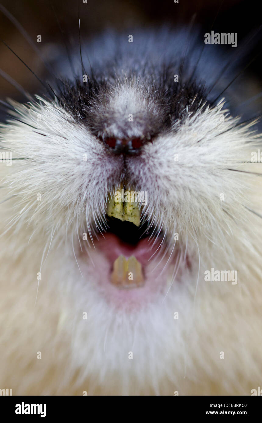 Norway lemming (Lemmus lemmus), portrait, snarling, Sweden, Haerjedalen ...