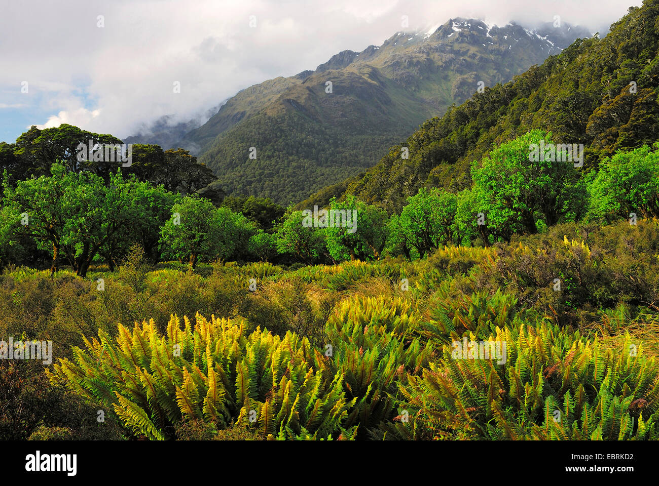 Humboldt nationalpark hi-res stock photography and images - Alamy