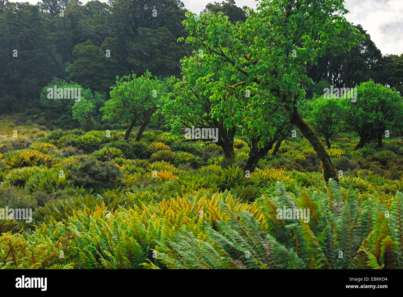 Humboldt nationalpark hi-res stock photography and images - Alamy
