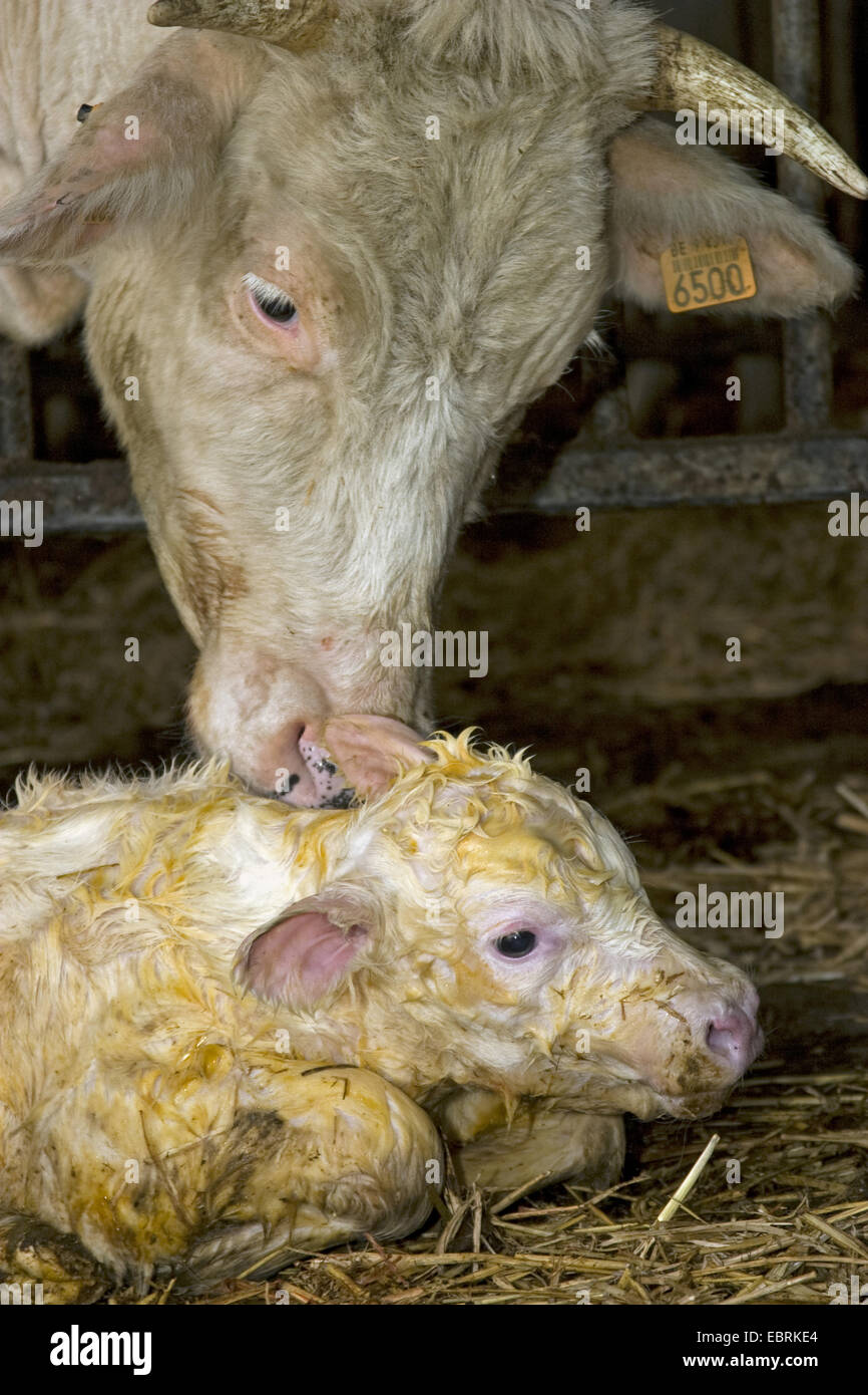domestic cattle (Bos primigenius f. taurus), Caesarian section, cow ...