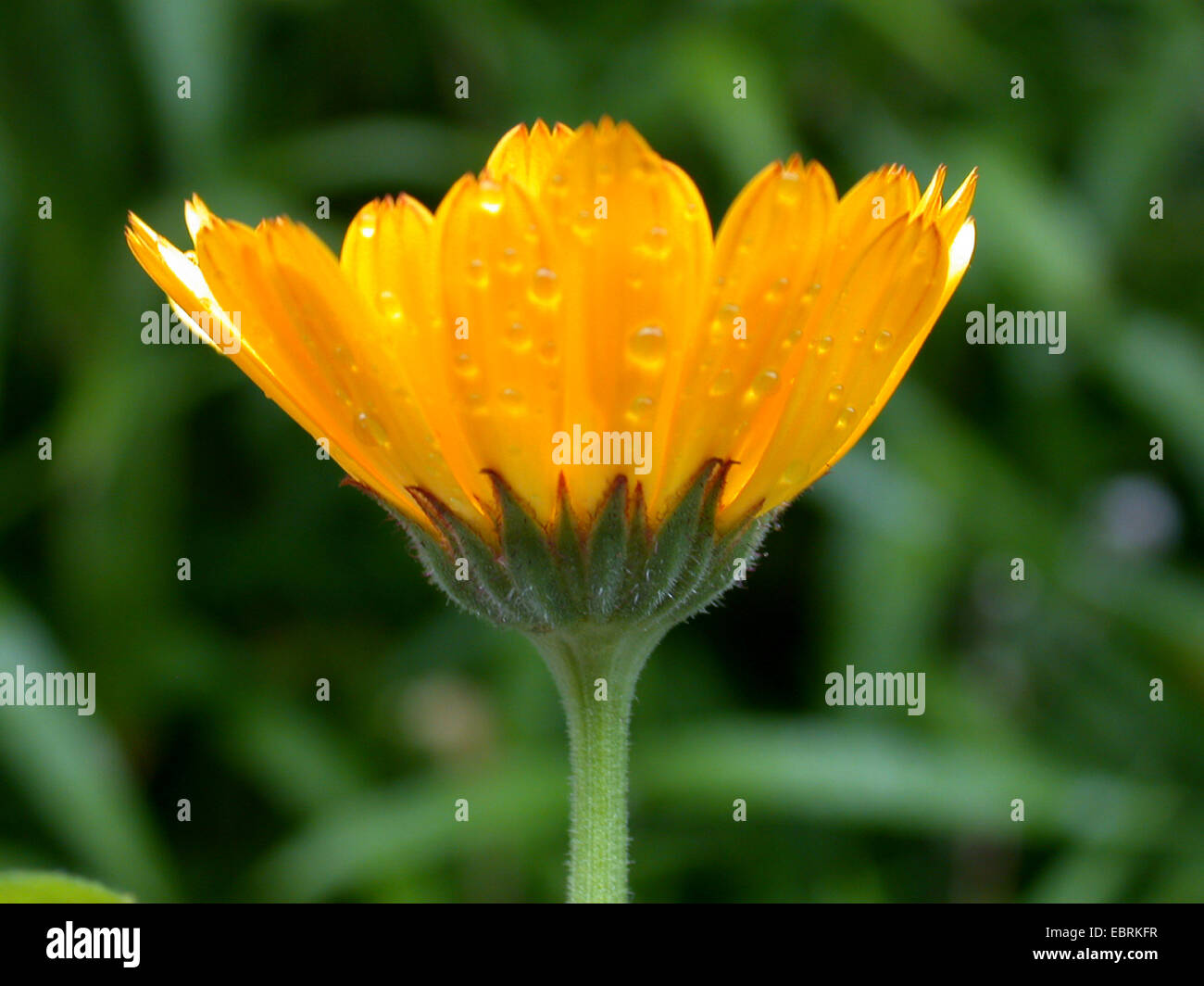 garden-pot marigold (Calendula officinalis), inflorescence, Germany ...