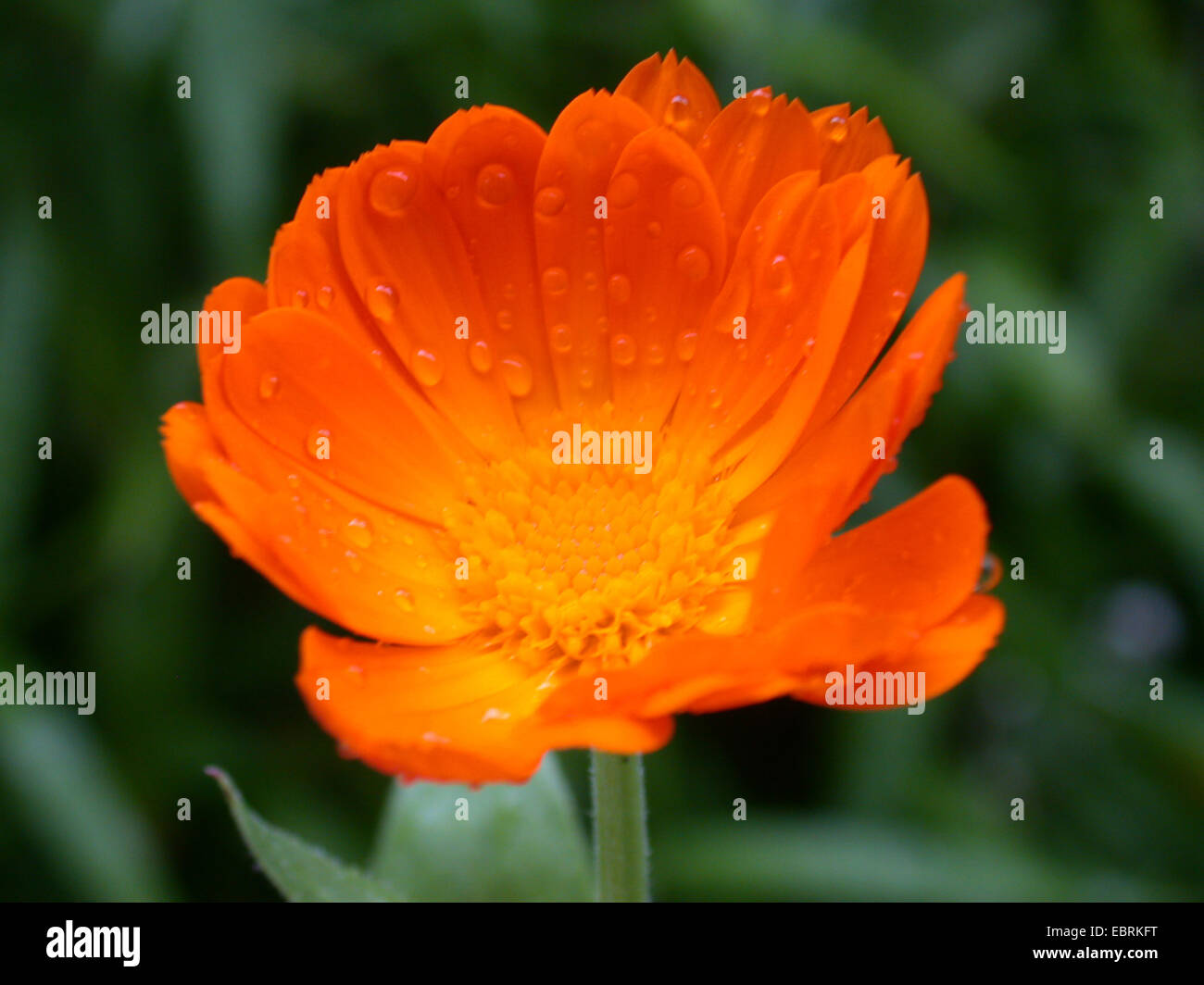 garden-pot marigold (Calendula officinalis), inflorescence, Germany ...