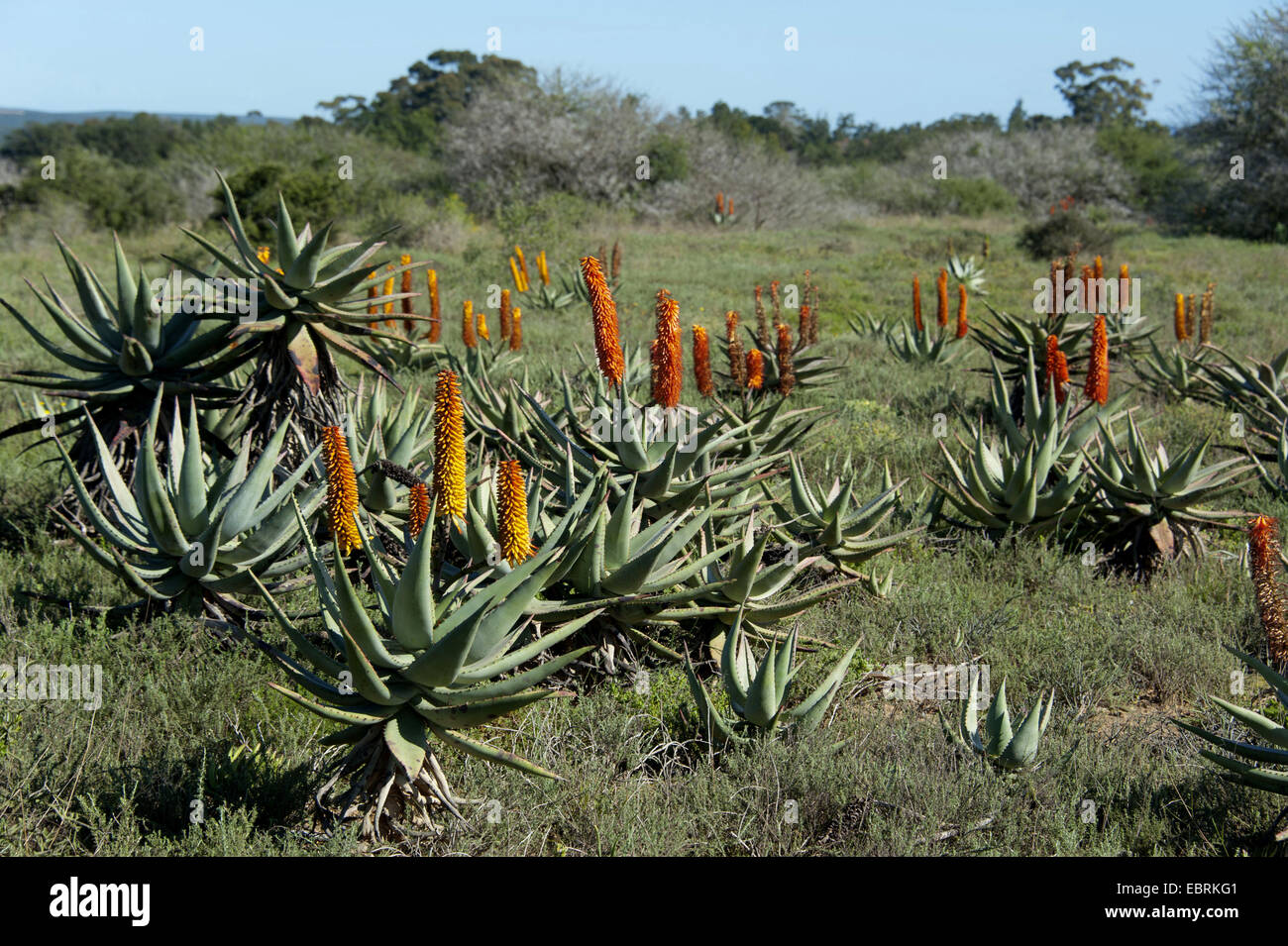 Cape Aloe, Bitter Aloe, Red Aloe, Tap Aloe (Aloe ferox), blooming ...