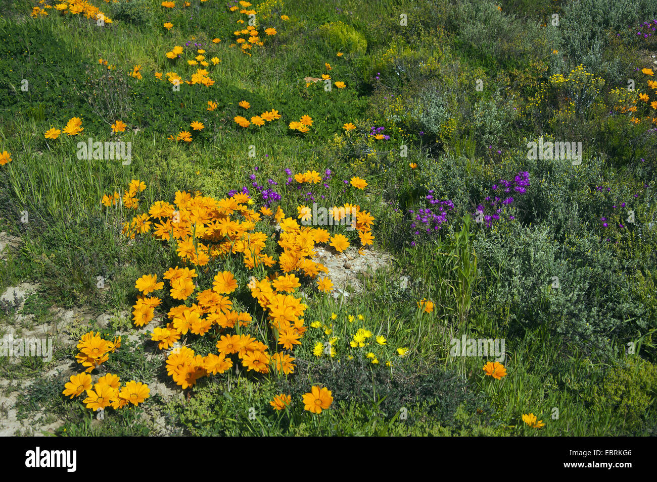 Namaqualand daisy, Cape marigold (Dimorphotheca sinuata), blooming ...