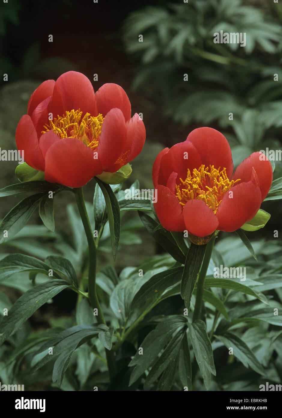 Paeonia spec hi-res stock photography and images - Alamy