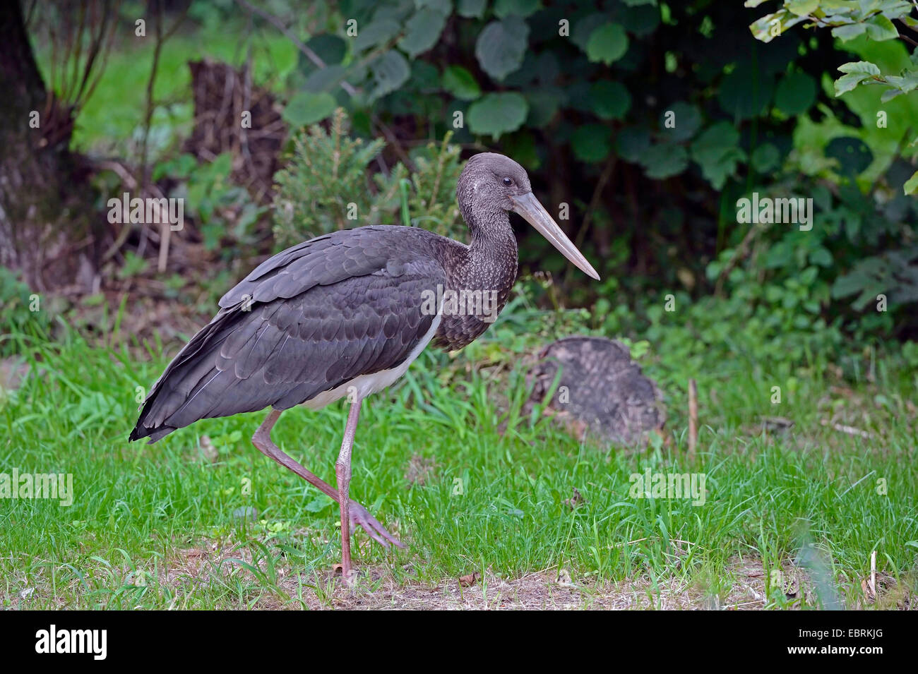 Black Stork Bird