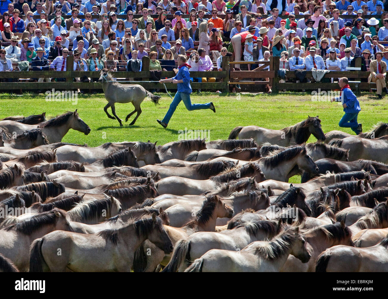 Duelmen pony, Dulmen pony, Duelmener Wildpferd, Dulmener Wildpferd ...
