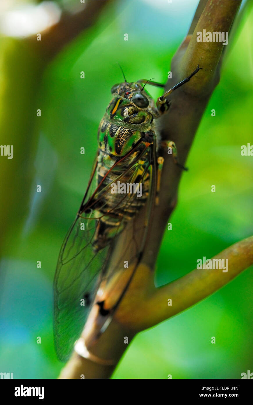 cicada sitting on a branch, New Zealand, Southern Island, Marlborough ...