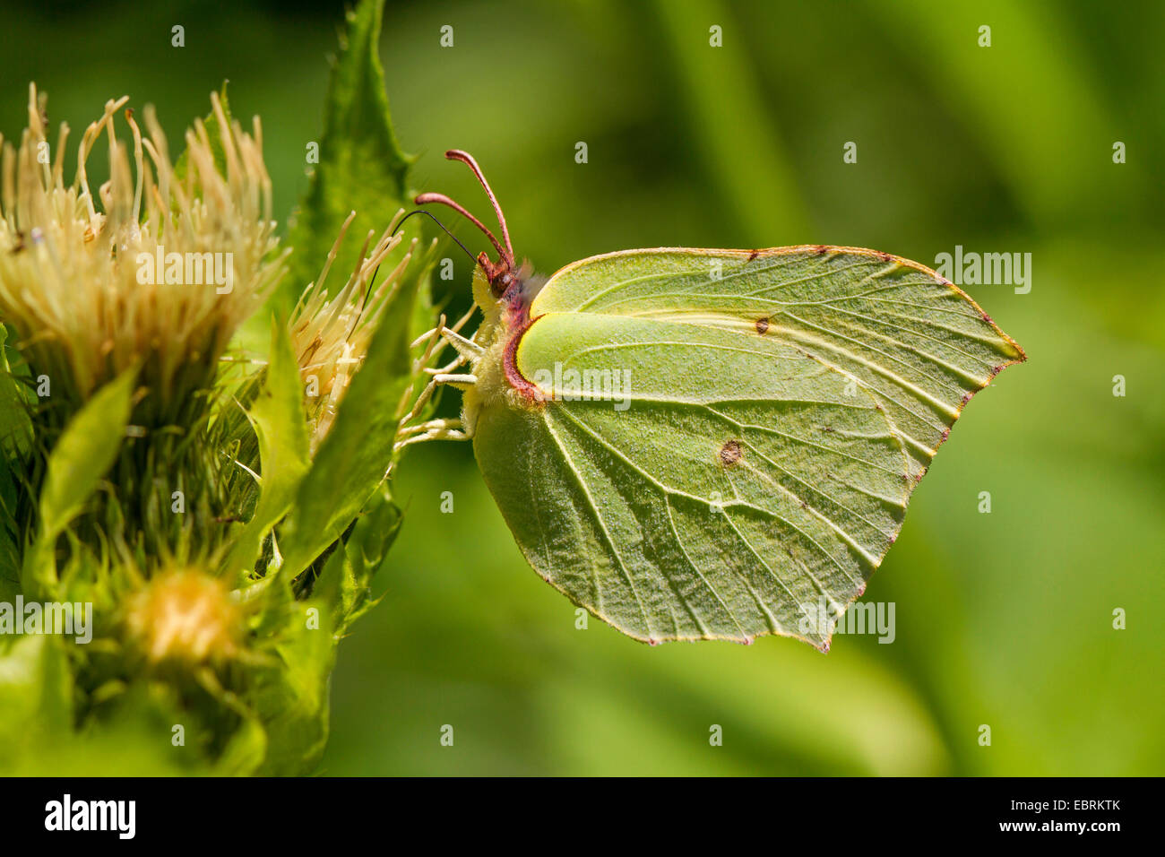 Male Cabbage White Butterfly High Resolution Stock Photography and ...